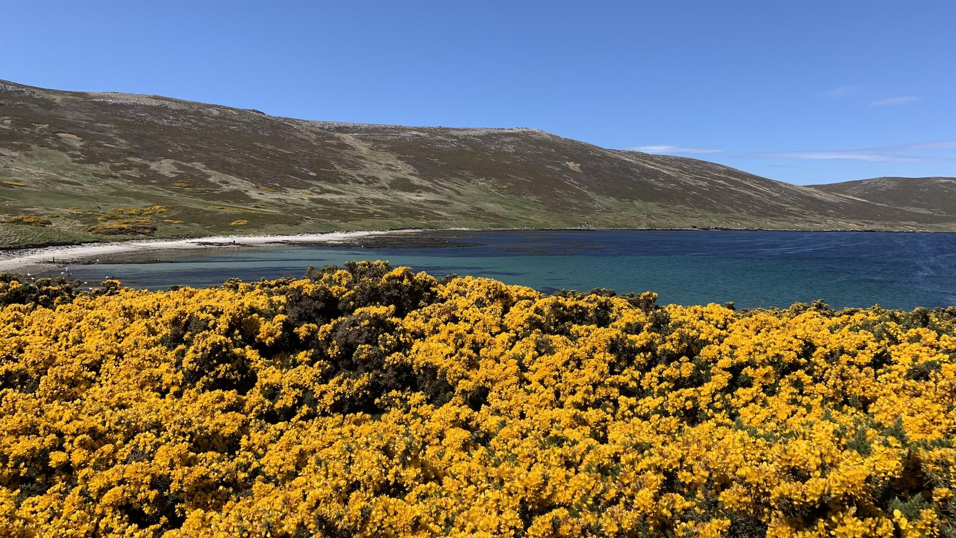 Discover Carcass Island, Falklands | Guide to Carcass Island Discover Carcass Island, Falklands | Guide to Carcass Island